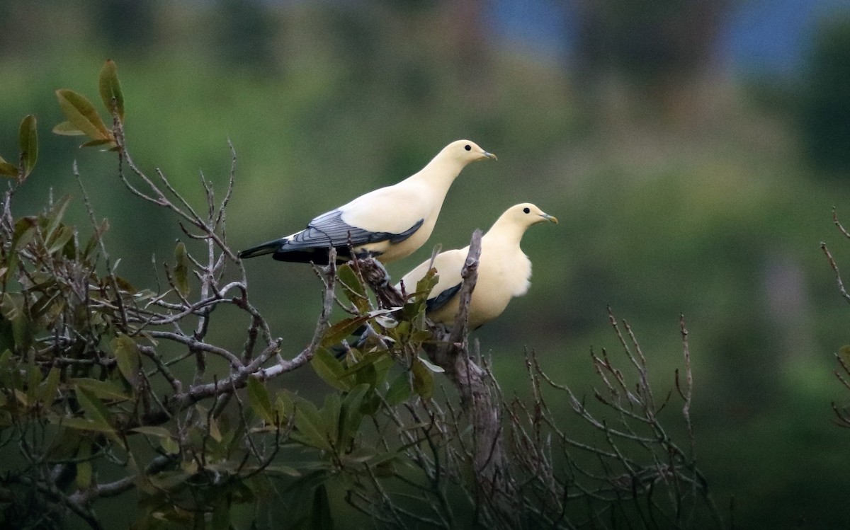 Silver-tipped Imperial-Pigeon - Ducula luctuosa - Birds of the World