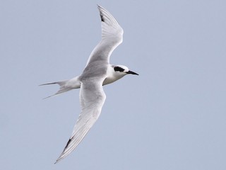 Forster's Tern - eBird