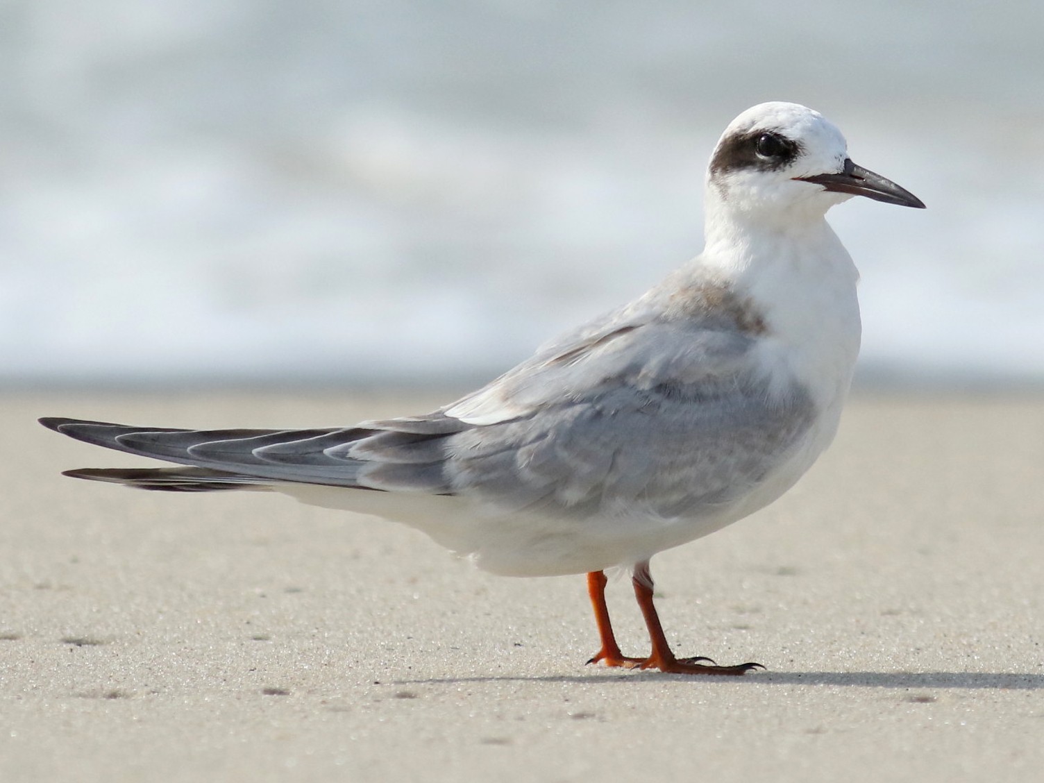 Forster's Tern - eBird
