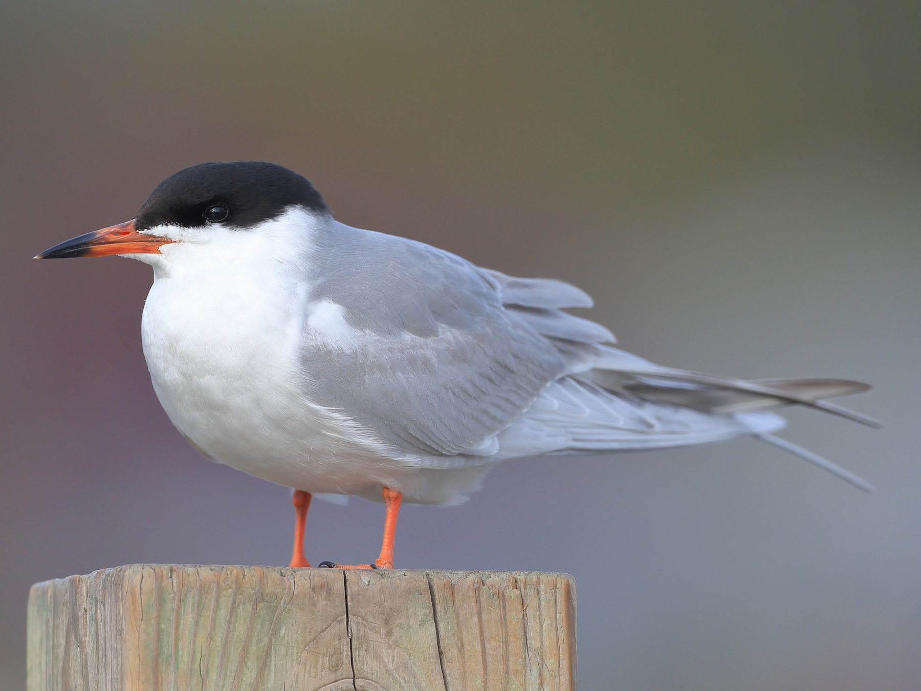 Forster's Tern - eBird