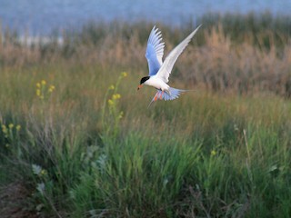 Forster's Tern - eBird