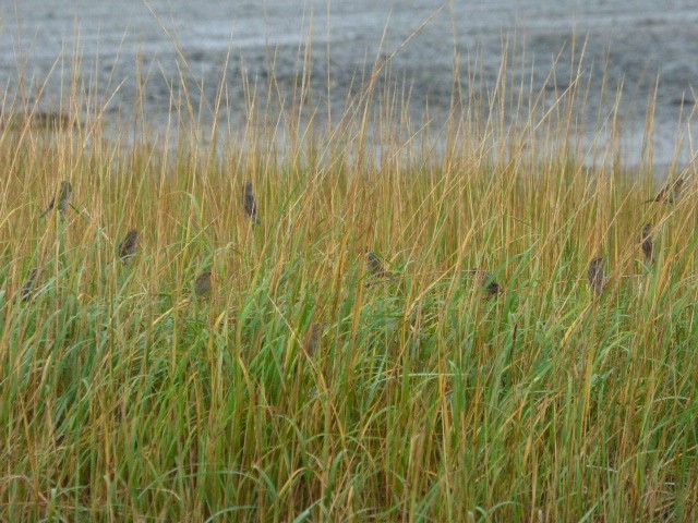Behavior - Nelson's Sparrow - Ammospiza nelsoni - Birds of the World