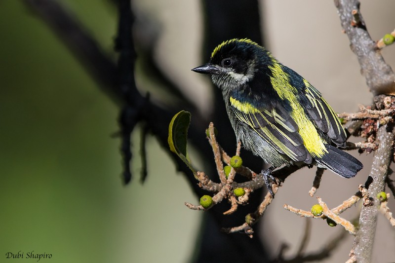 Western Tinkerbird (Angola) - eBird