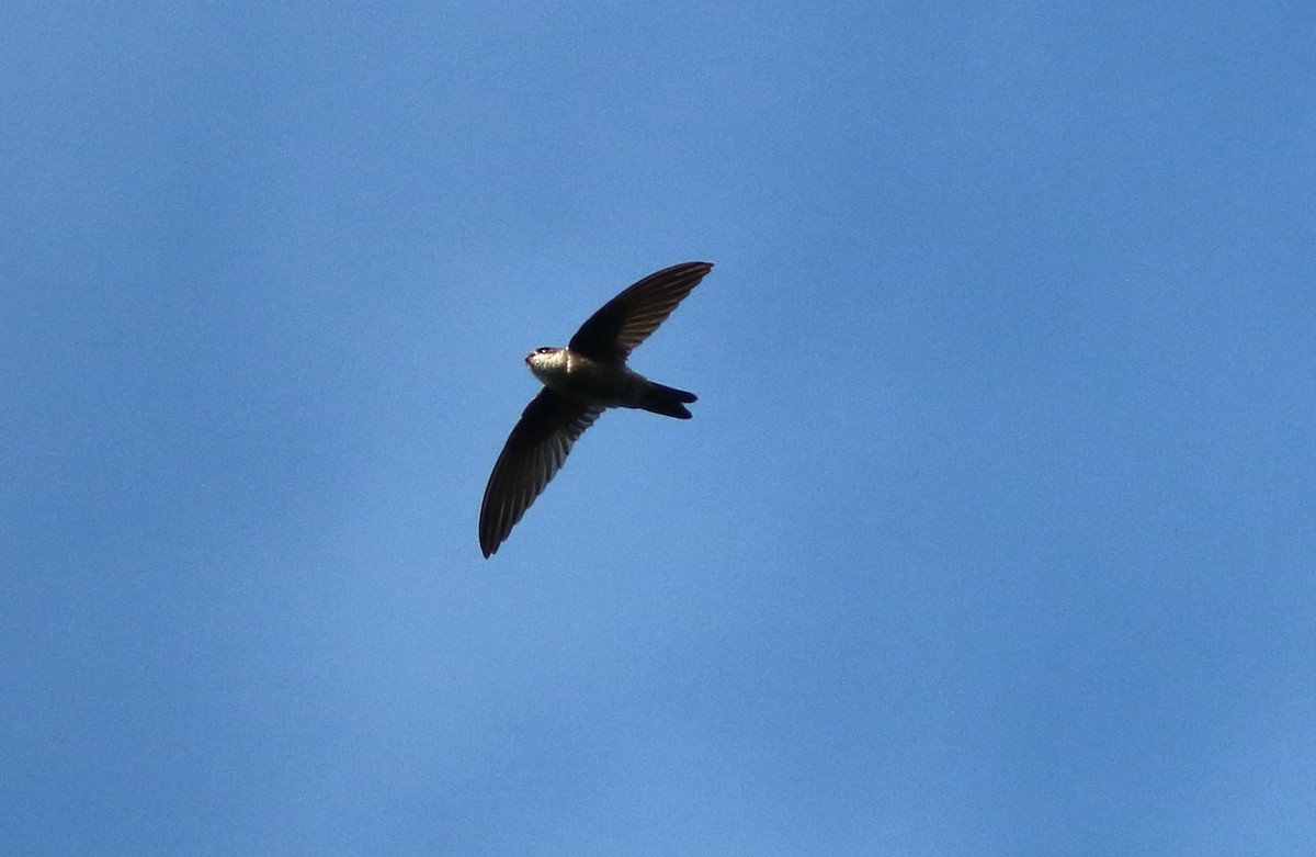 Sulawesi Swiftlet - Aerodramus sororum - Birds of the World