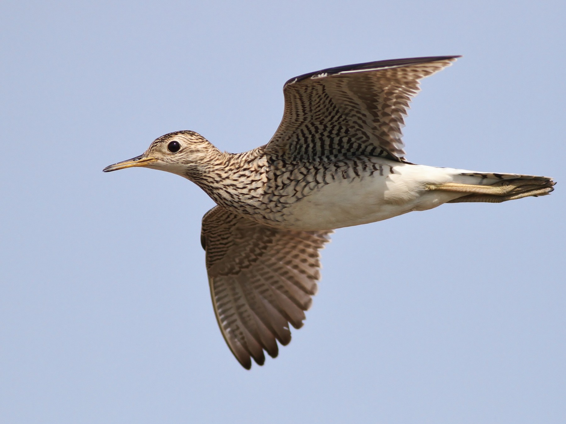 Upland Sandpiper - eBird
