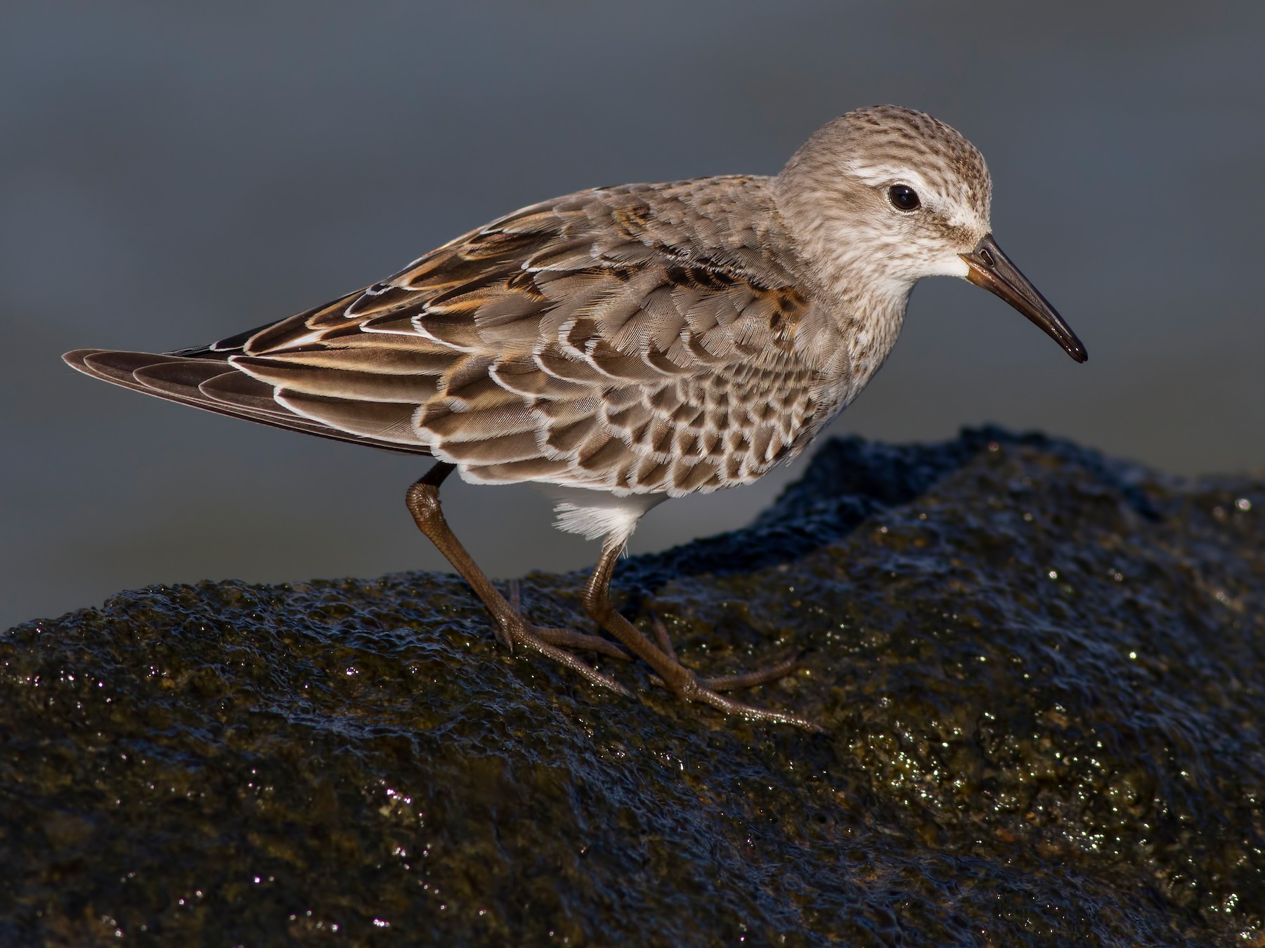 White-rumped Sandpiper - eBird