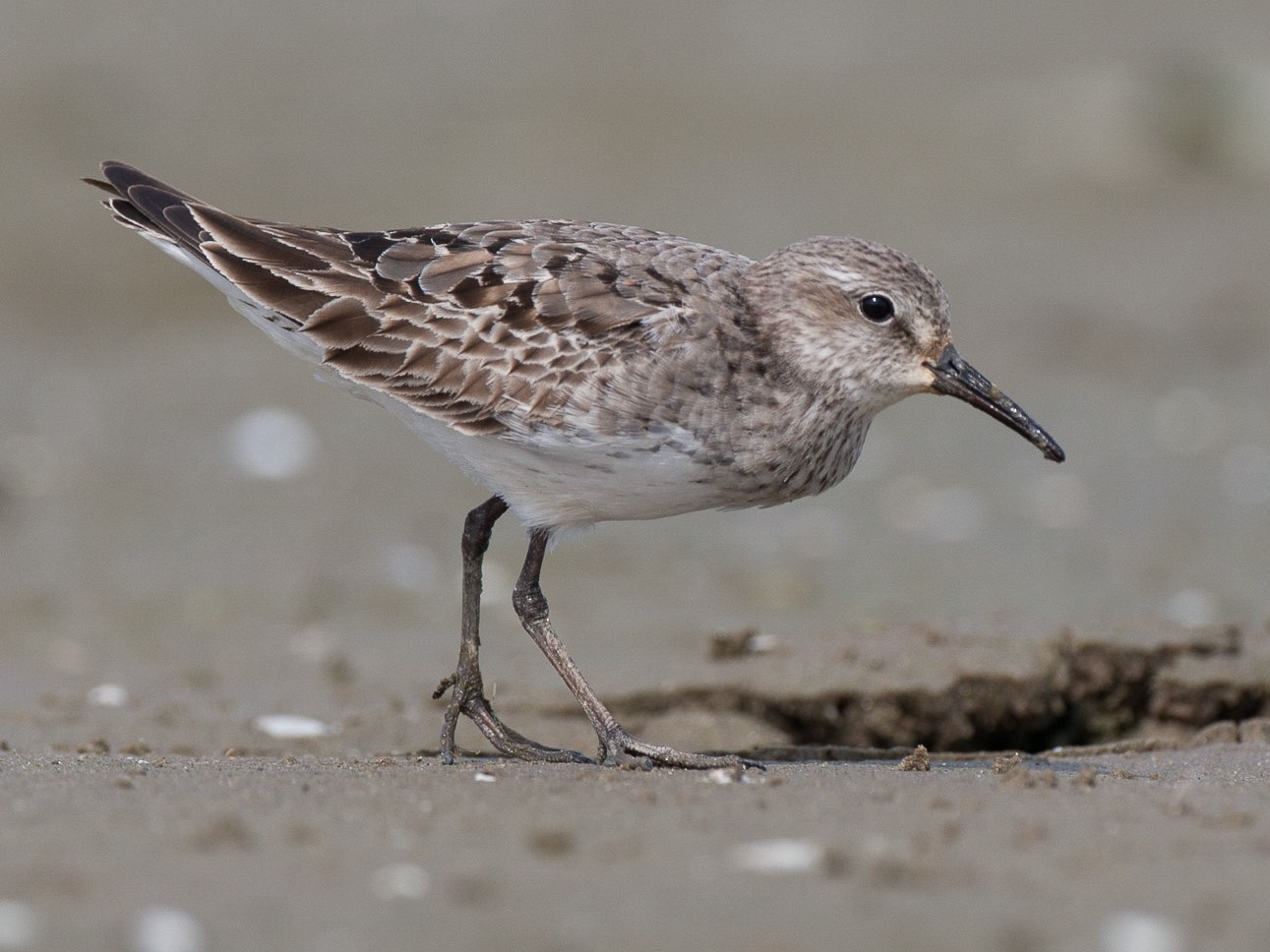 White-rumped Sandpiper - eBird