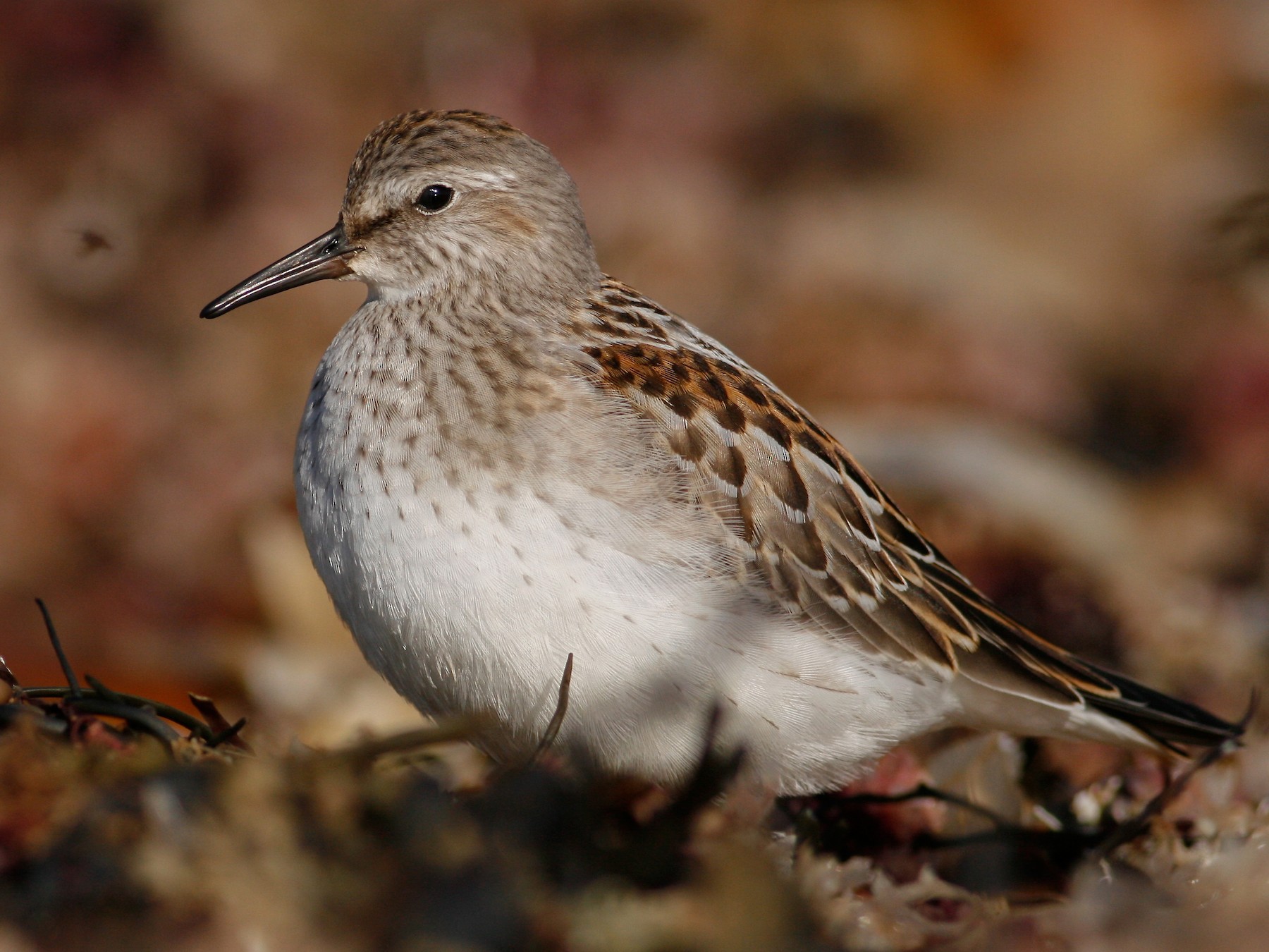 White-rumped Sandpiper - eBird