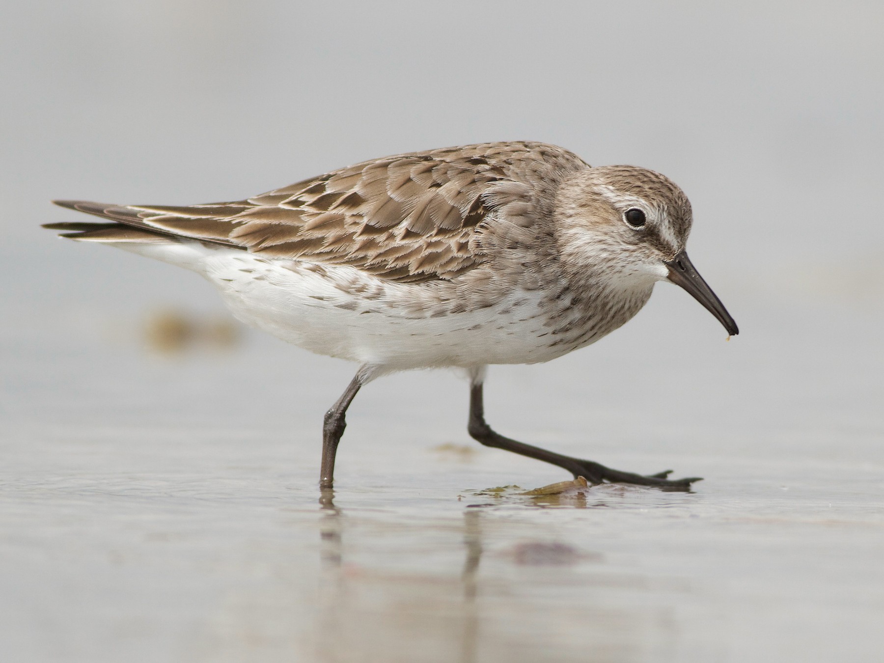 White-rumped Sandpiper - eBird