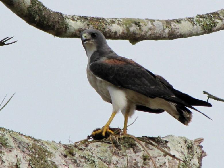 White-tailed Hawk - eBird