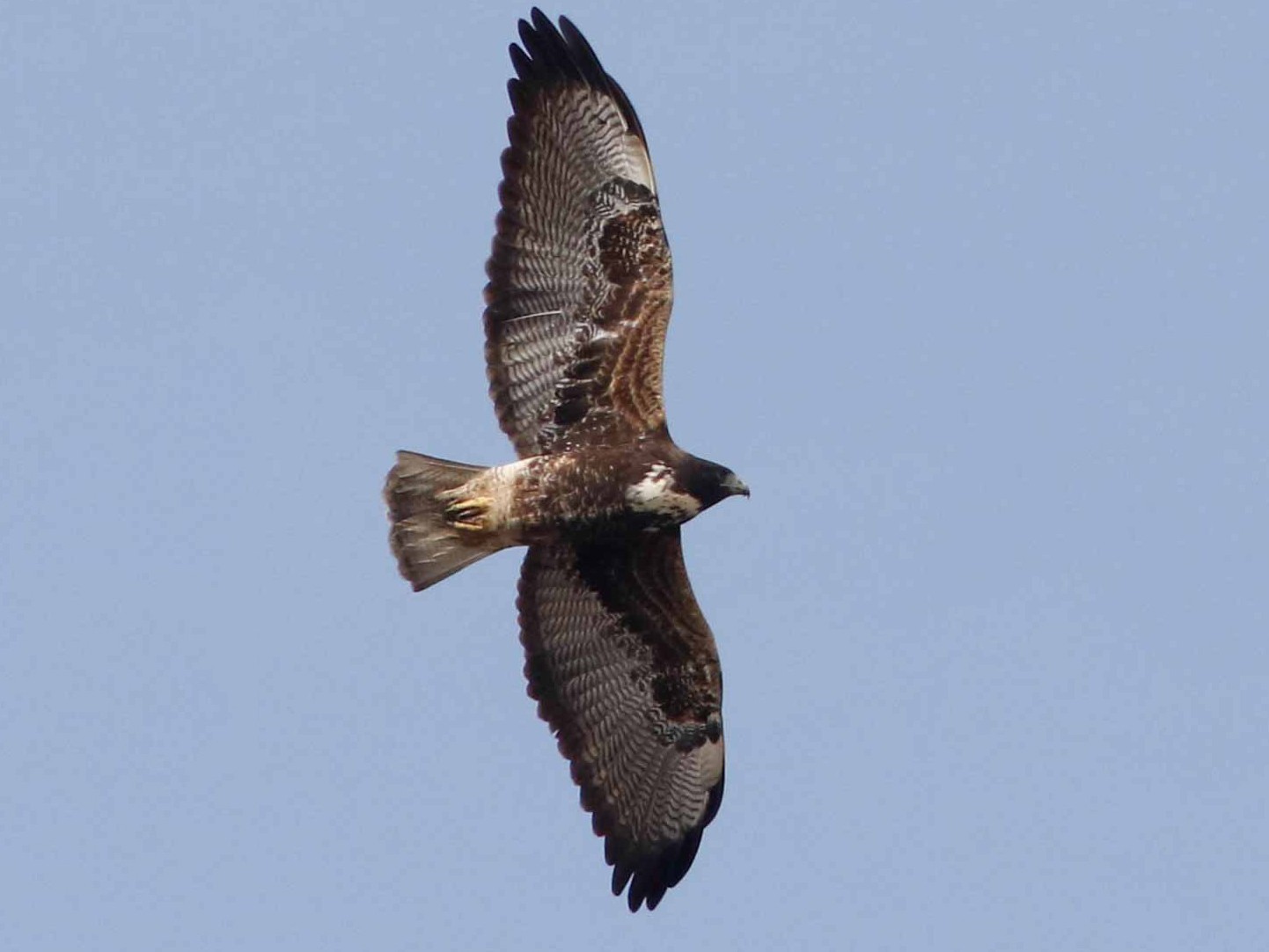 White-tailed Hawk - eBird