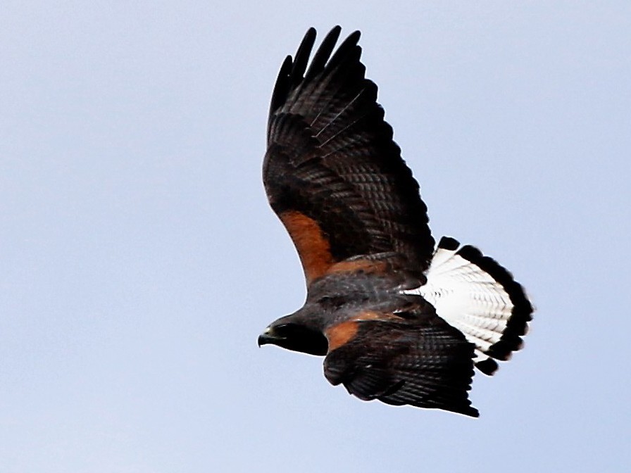 White-tailed Hawk - eBird
