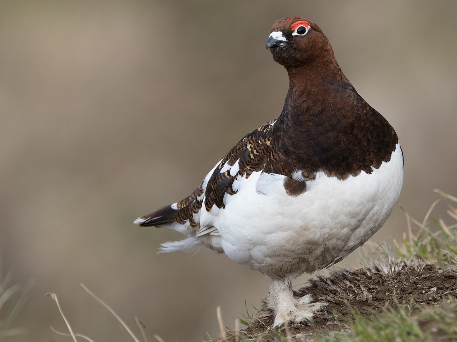 Willow Ptarmigan - eBird