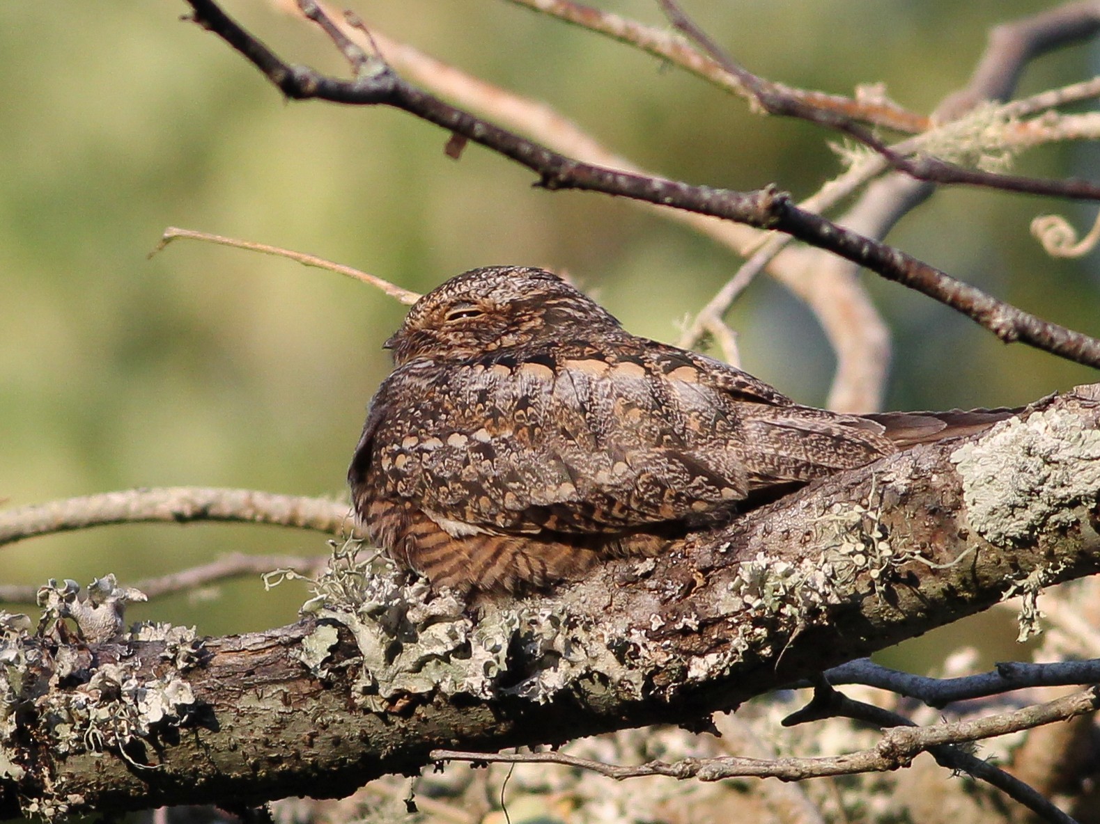 Lesser Nighthawk - eBird