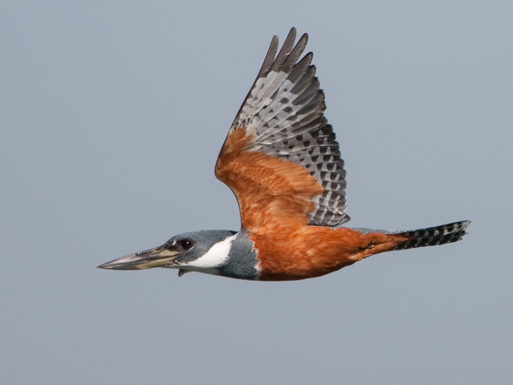 Ringed Kingfisher - eBird