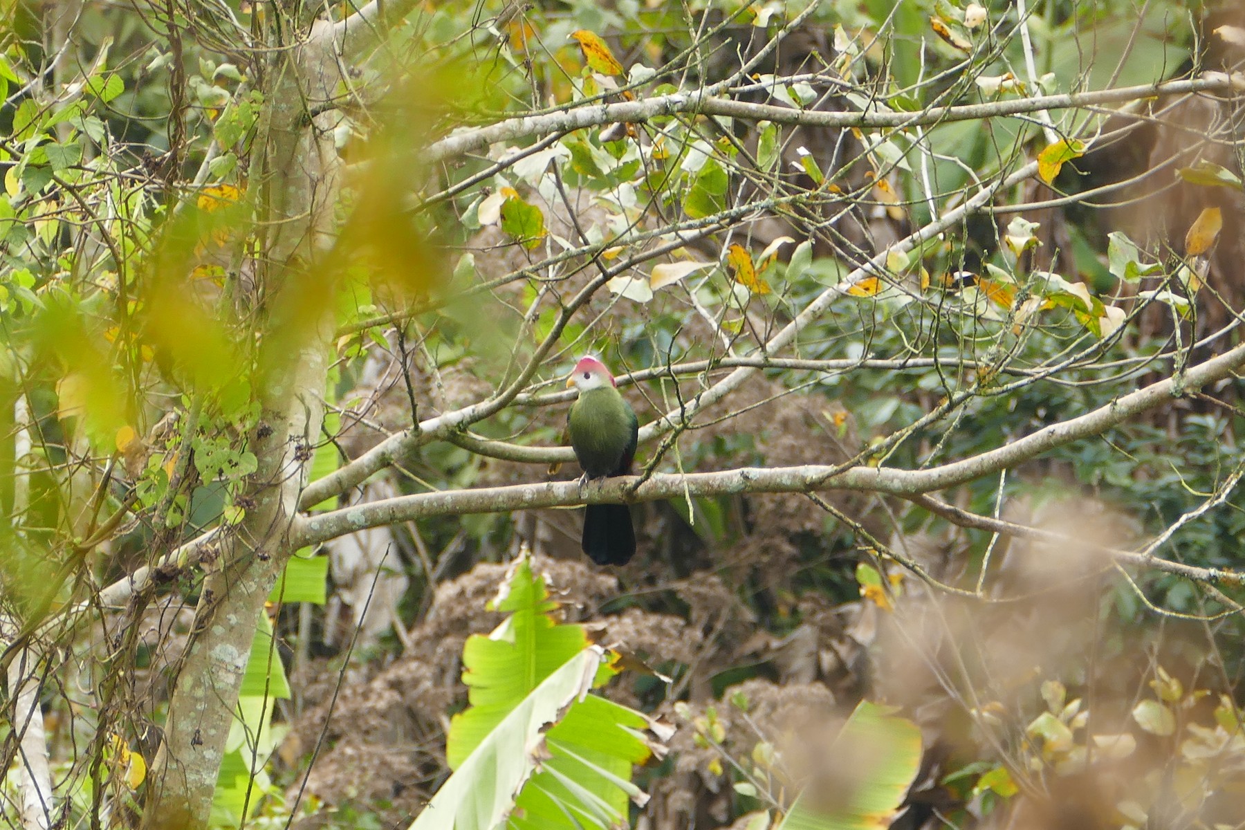Red-crested Turaco - eBird