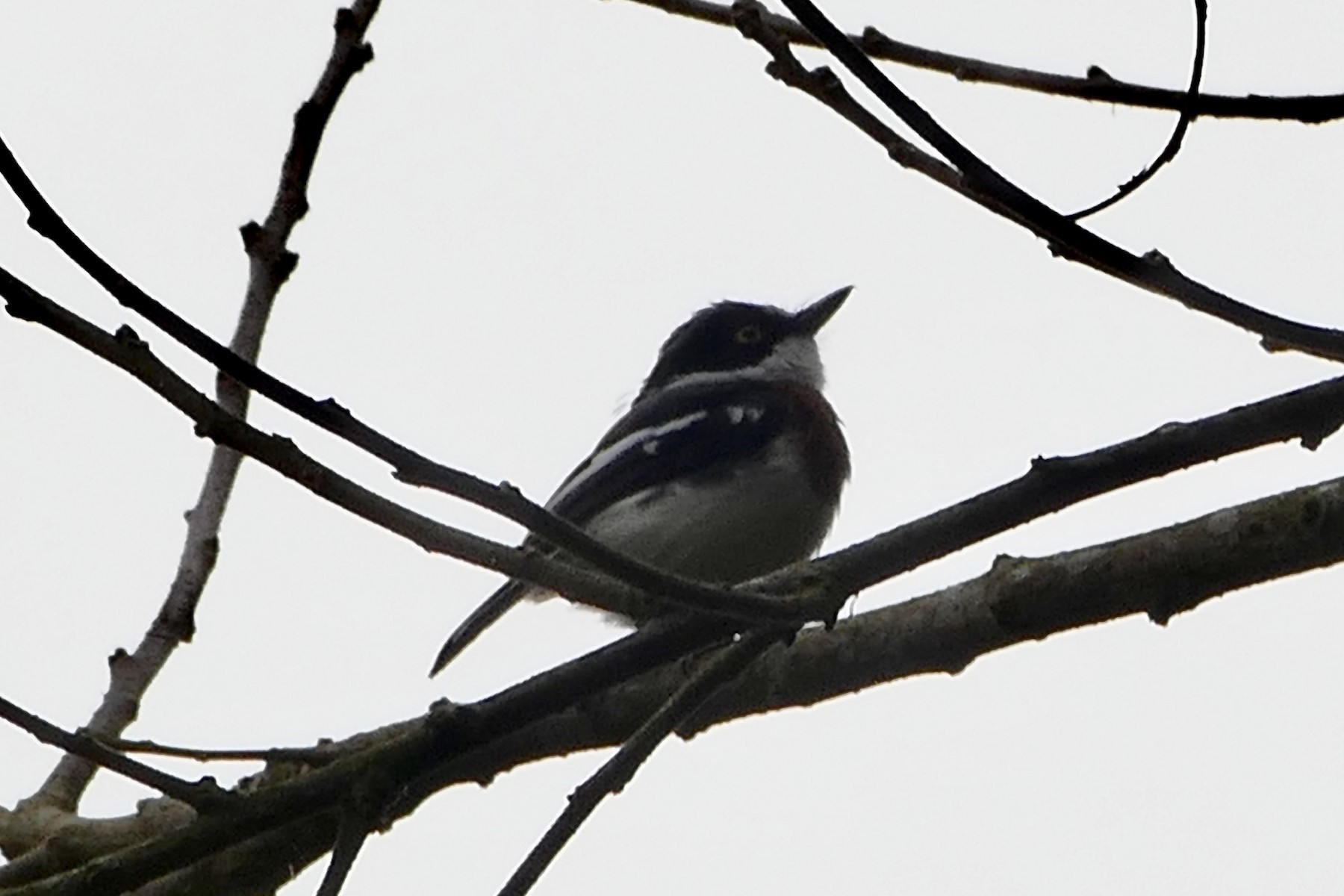 Angola Batis - eBird