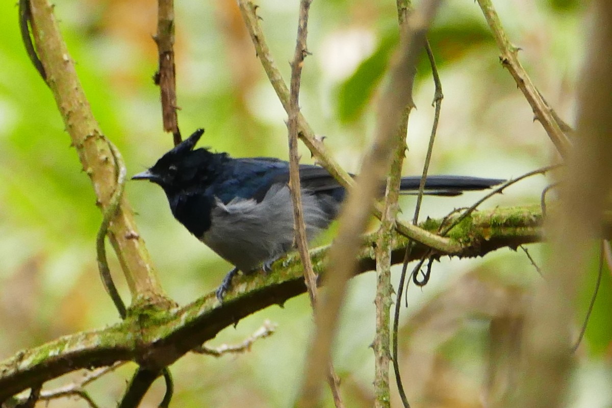 Blue-headed Crested Flycatcher - Trochocercus nitens - Birds of the World
