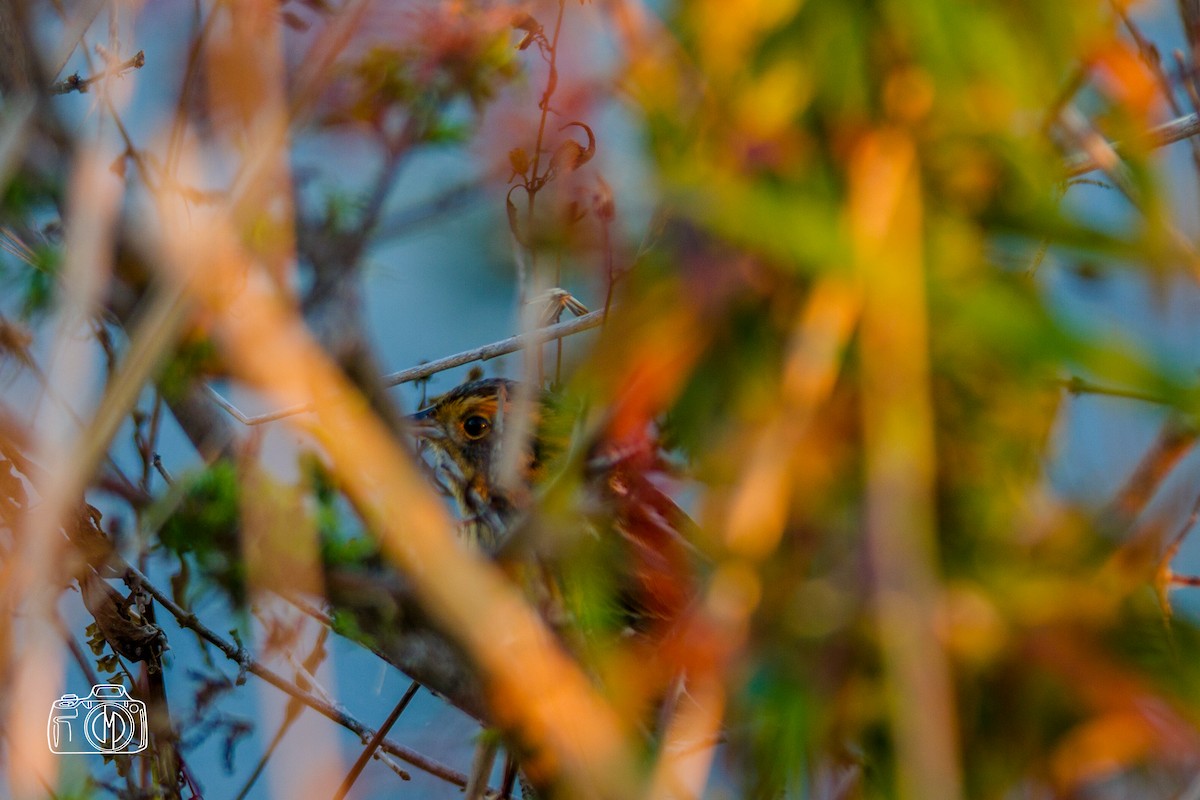 eBird Checklist - 9 Oct 2017 - Hillman Marsh CA--Couture Dyke Loop - 1 ...