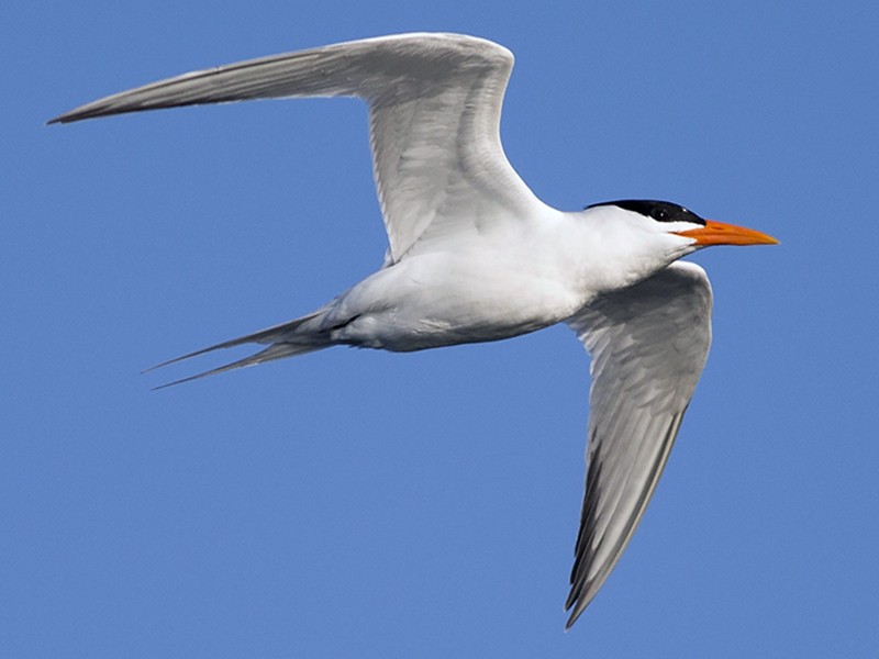 Royal Tern - eBird