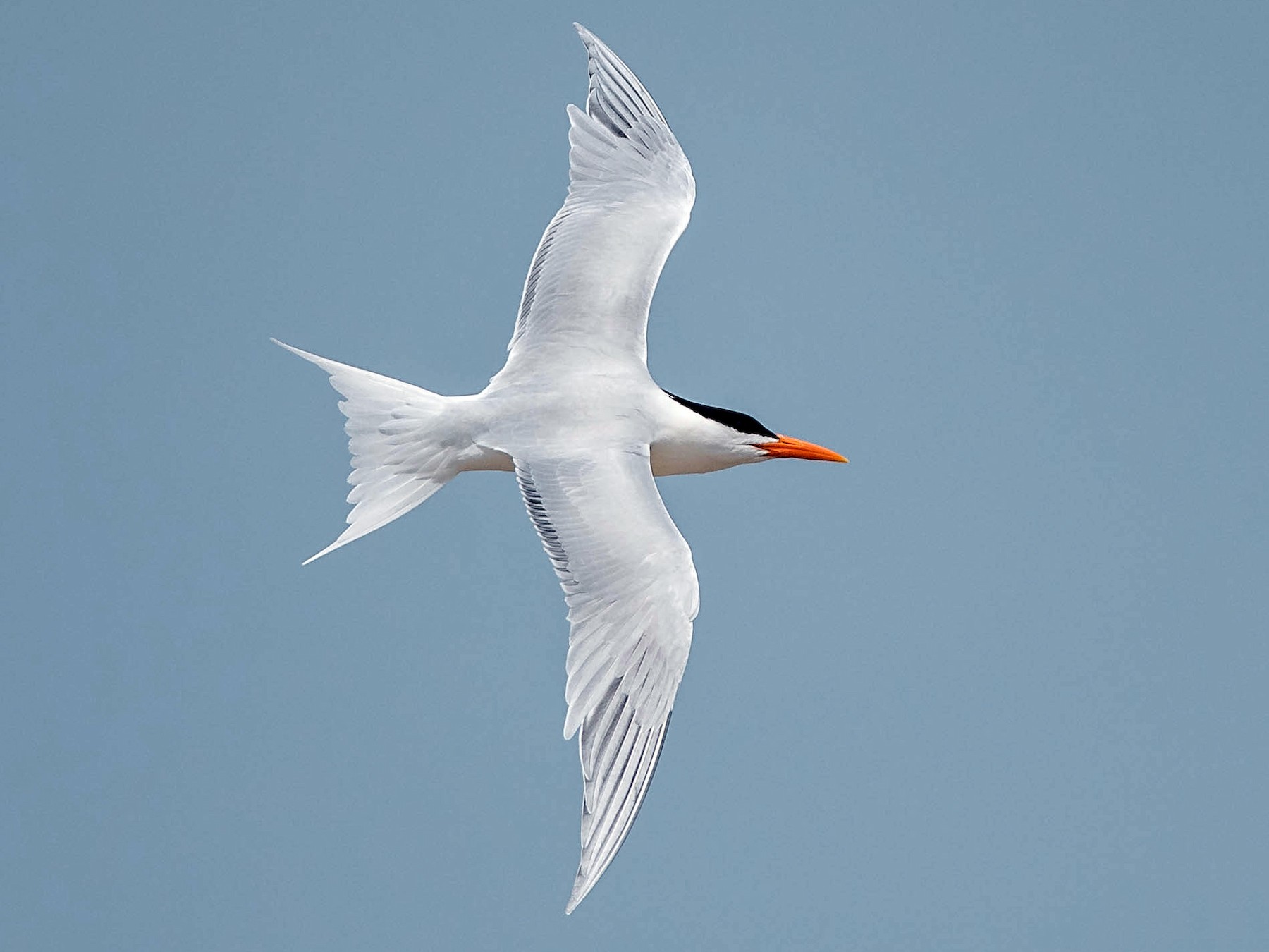 Royal Tern - eBird