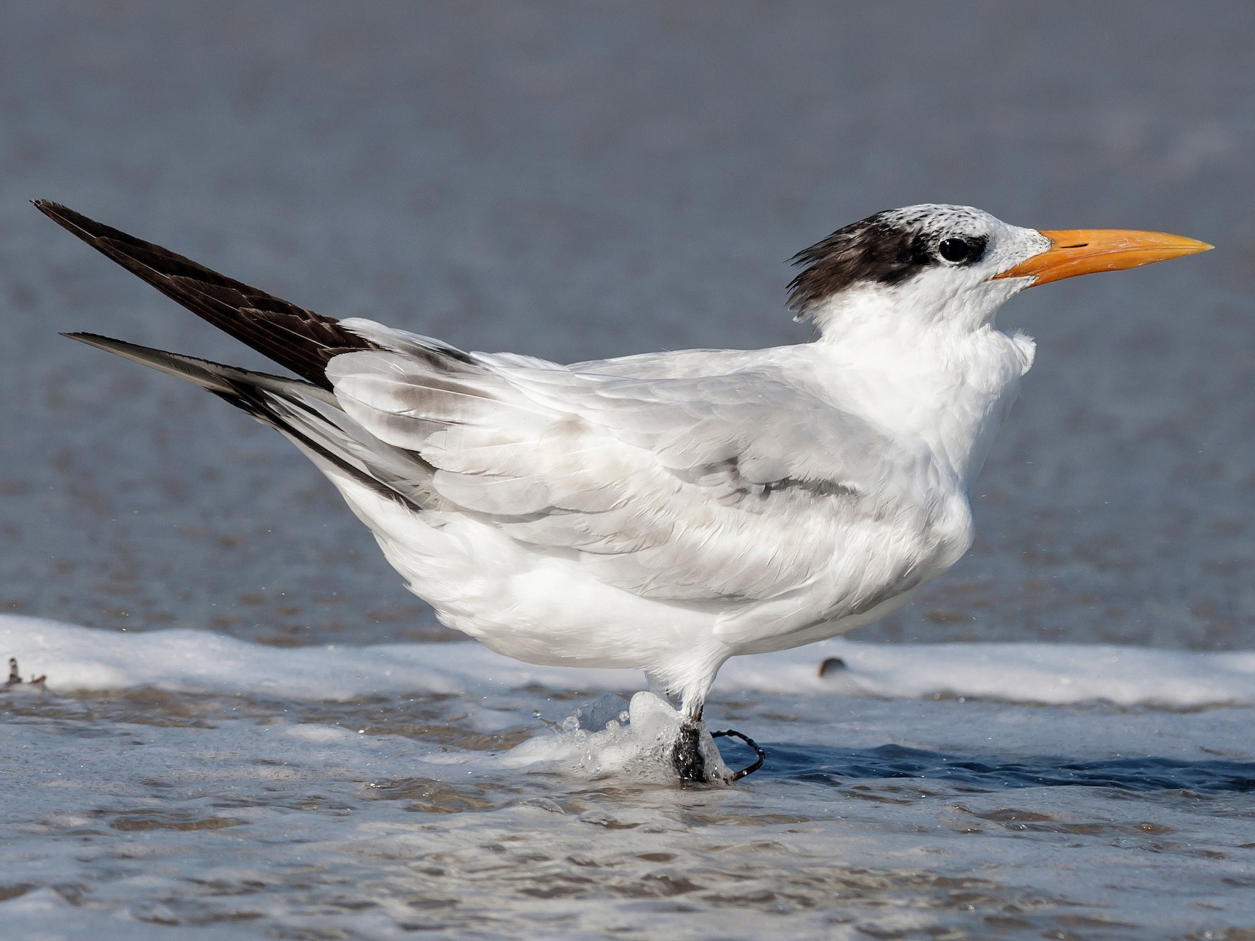Royal Tern - eBird