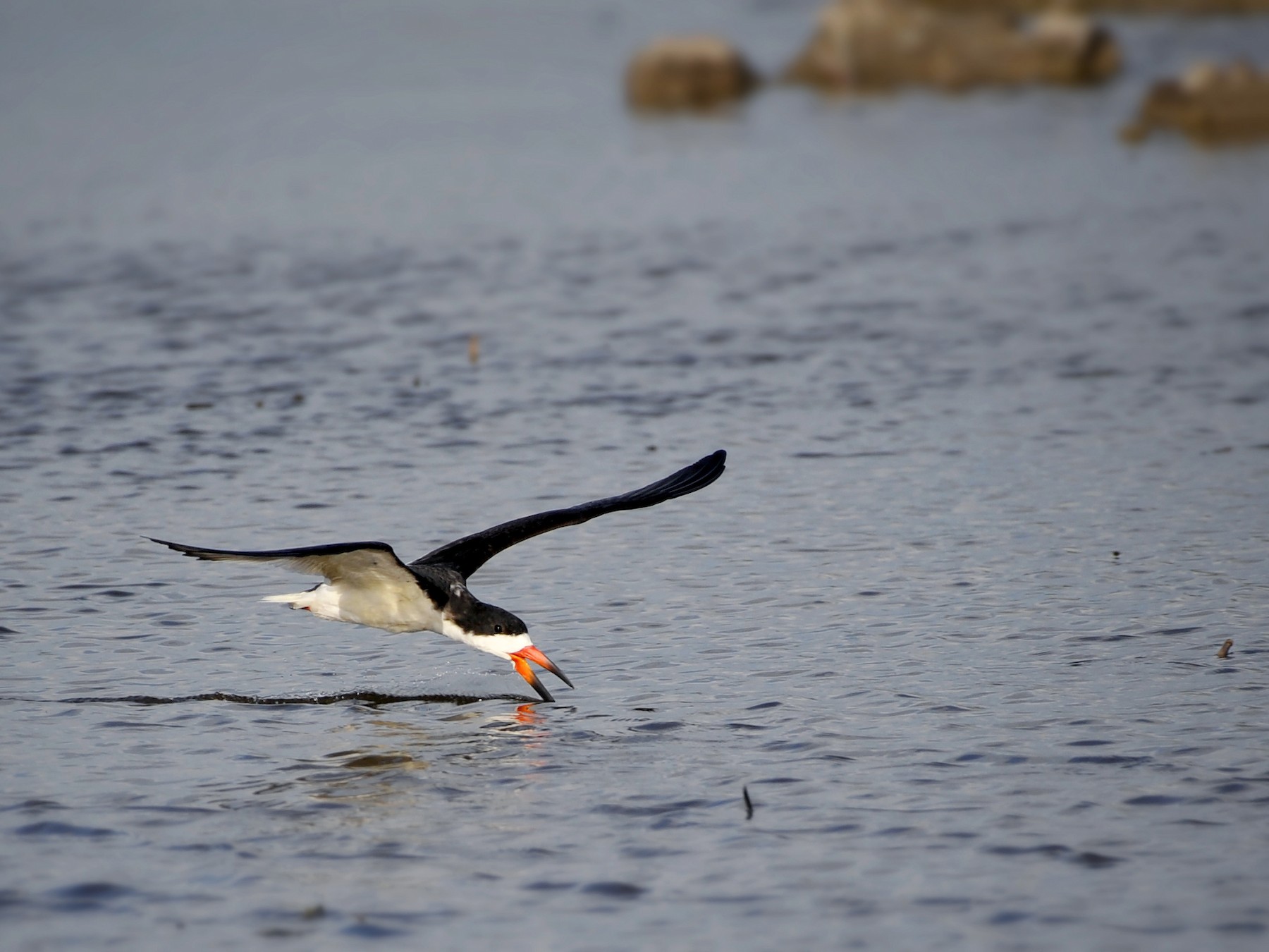 Rayador Americano - eBird