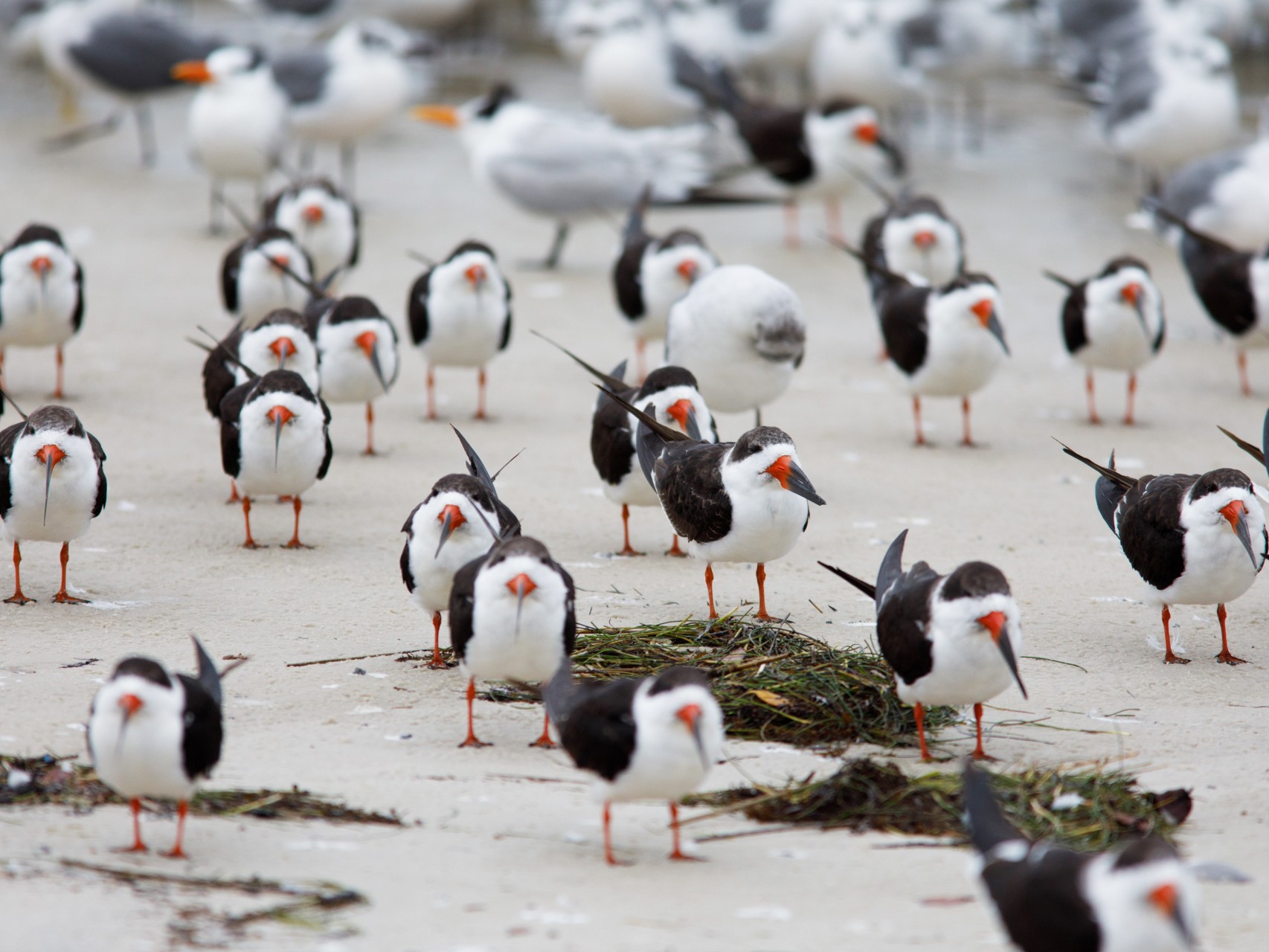 Rayador Americano - eBird