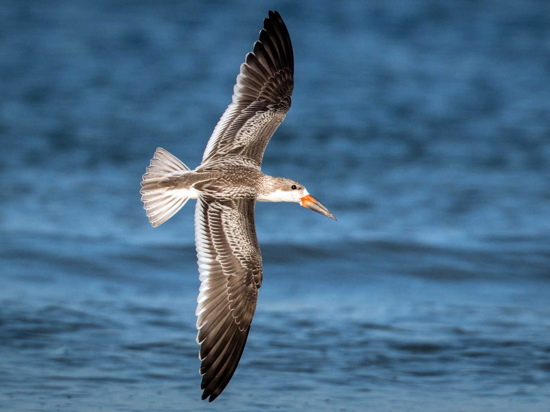 Rayador Americano - eBird