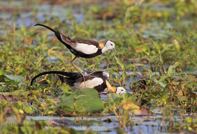 Pheasant Tailed Jacana