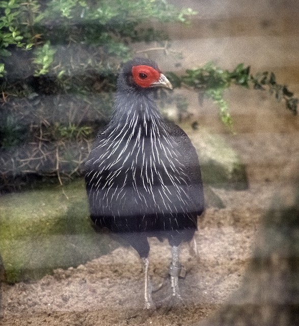 Photos - Bornean Crestless Fireback - Lophura pyronota - Birds of the World