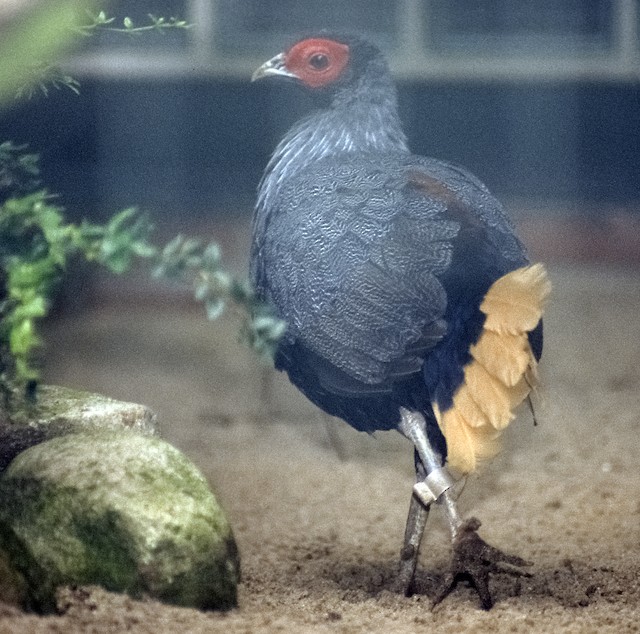 Photos - Bornean Crestless Fireback - Lophura pyronota - Birds of the World