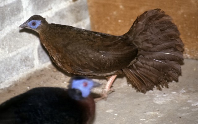 Photos - Bornean Crestless Fireback - Lophura pyronota - Birds of the World