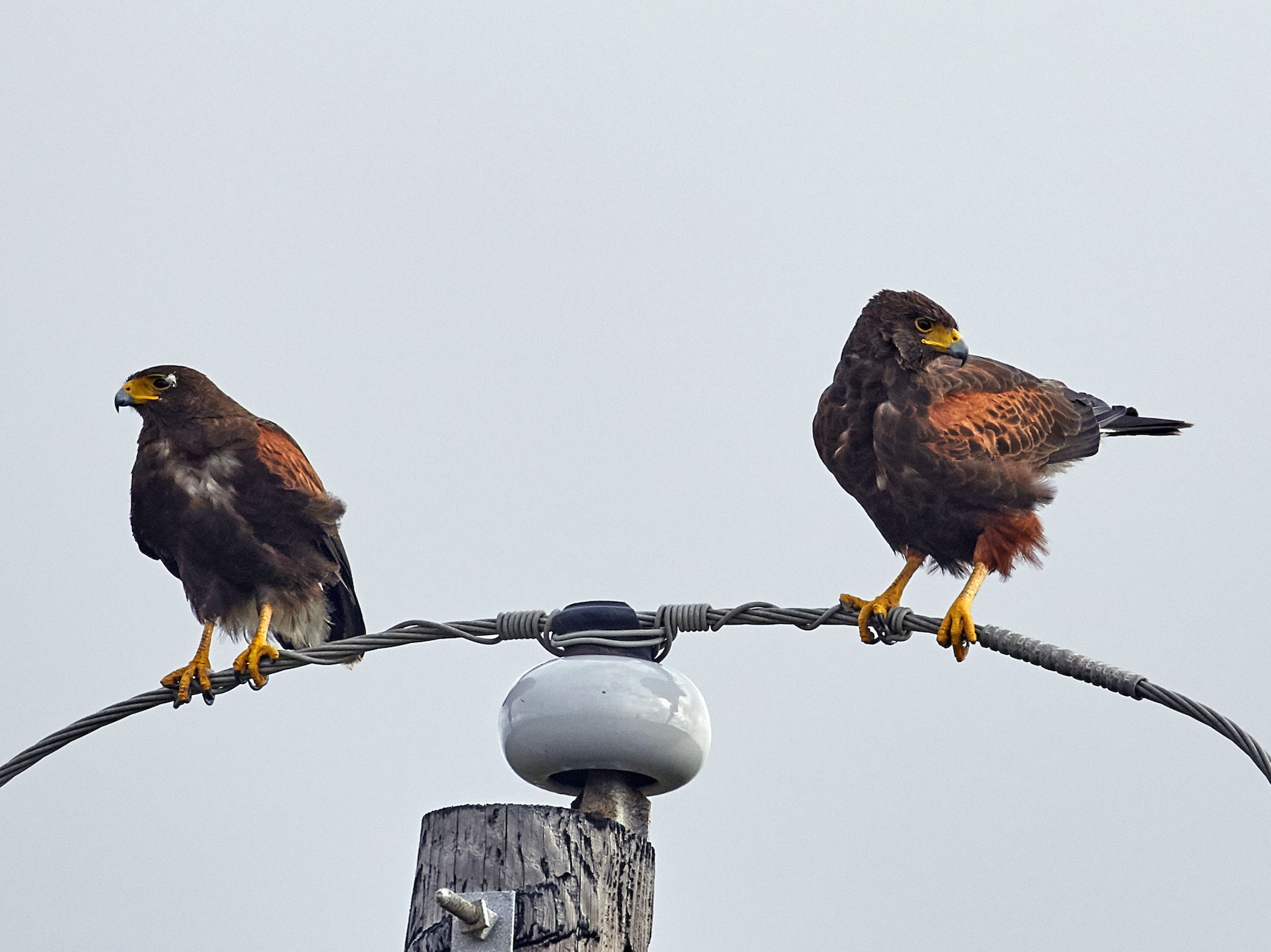 Harris's Hawk - eBird