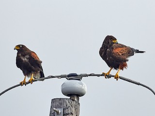Harris Hawk Range