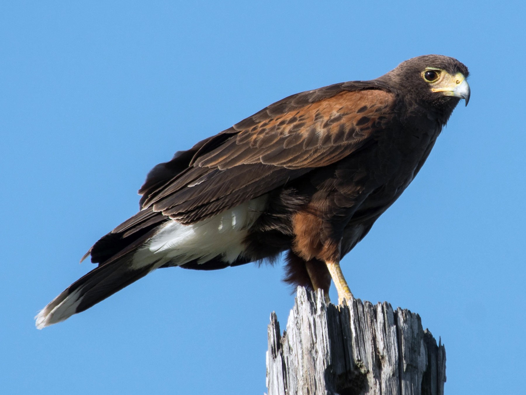 Harris's Hawk - eBird