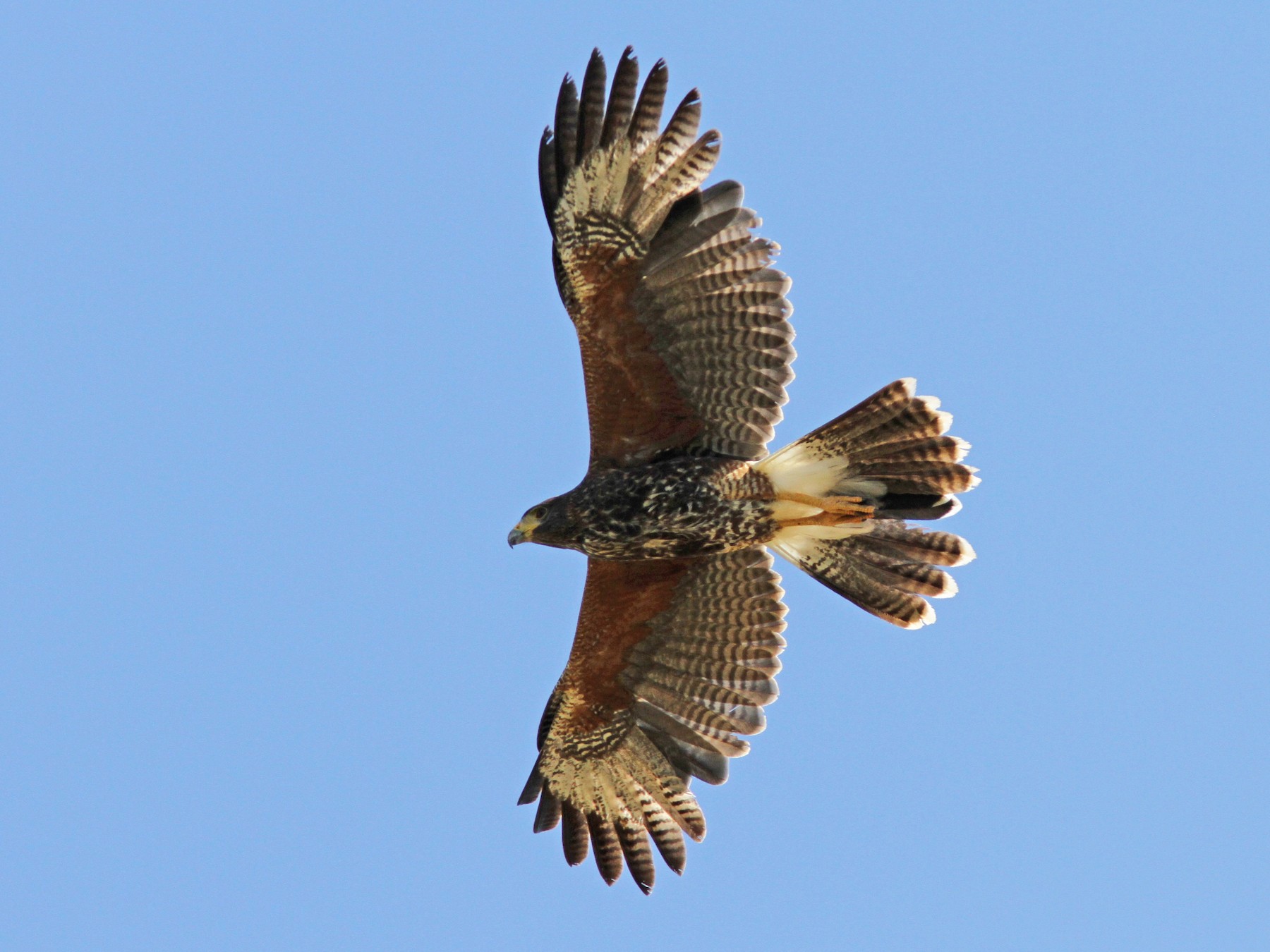 Harris's Hawk - eBird