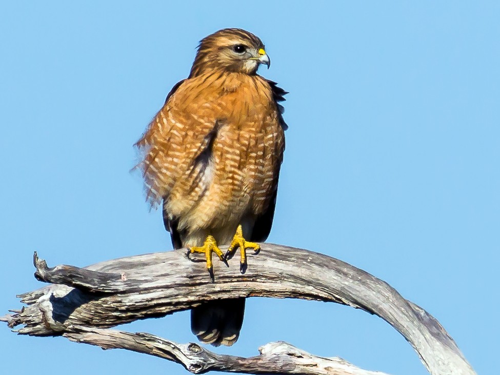 Red-shouldered Hawk - eBird