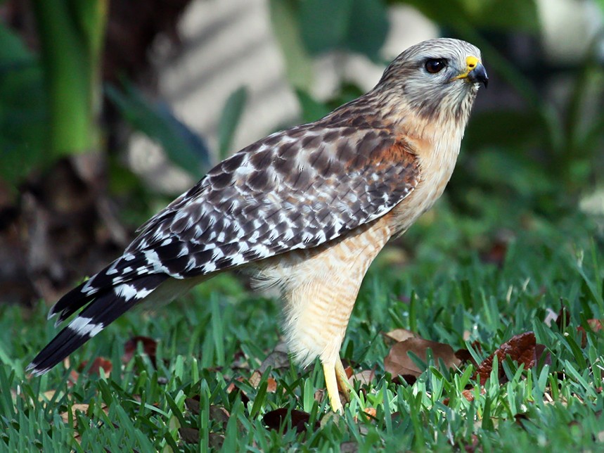 Red-shouldered Hawk - eBird