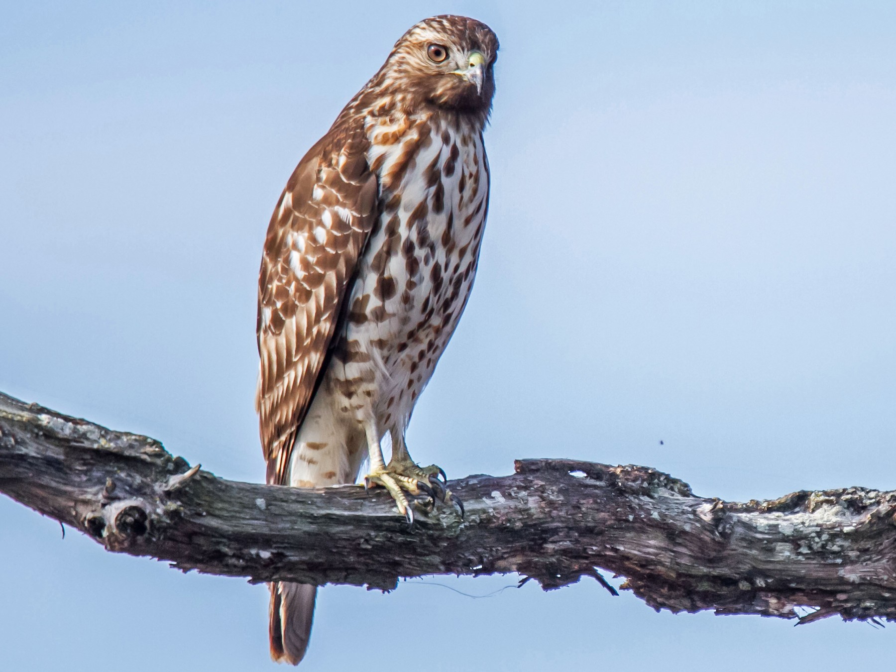 Red-shouldered Hawk - eBird