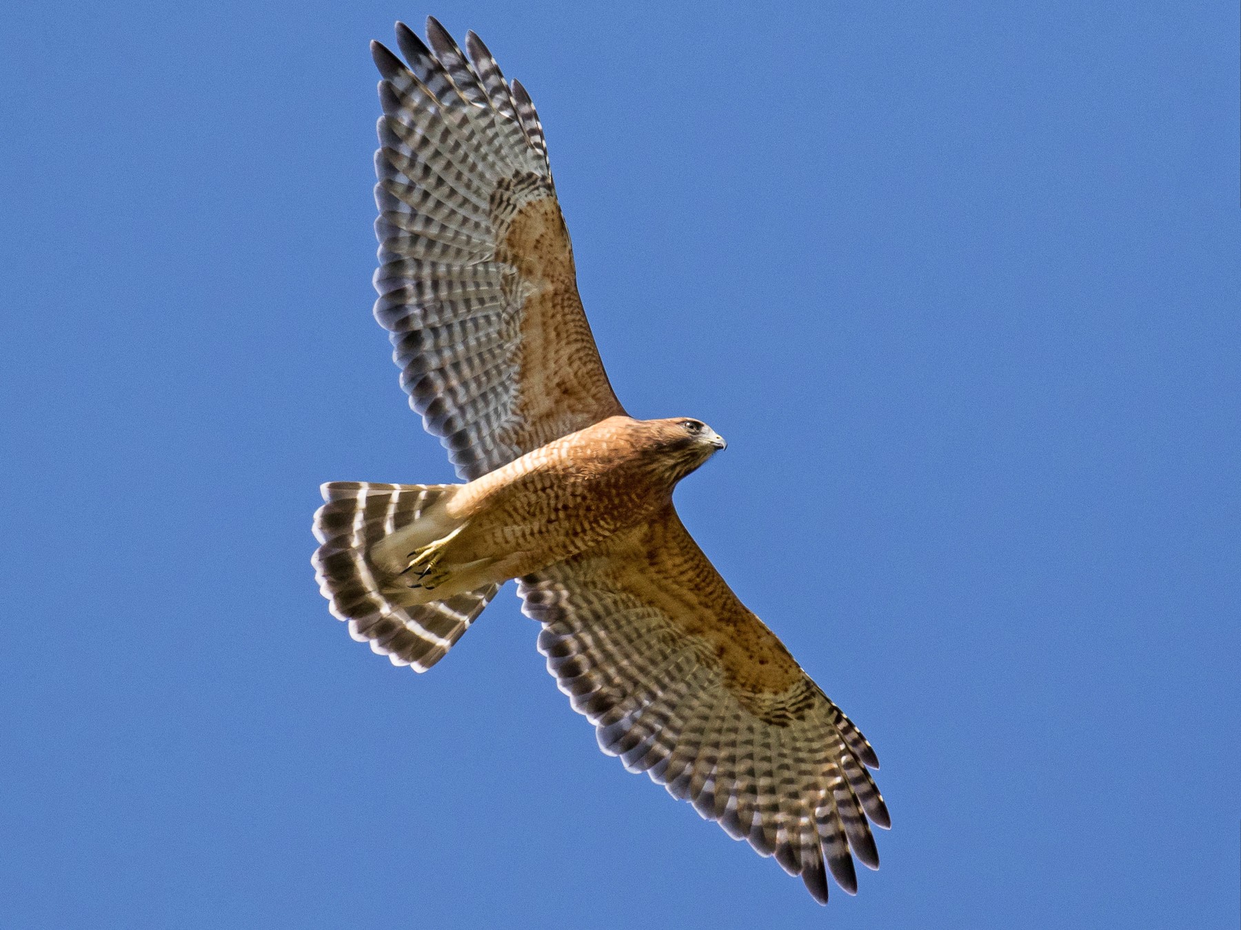 Red-shouldered Hawk - eBird