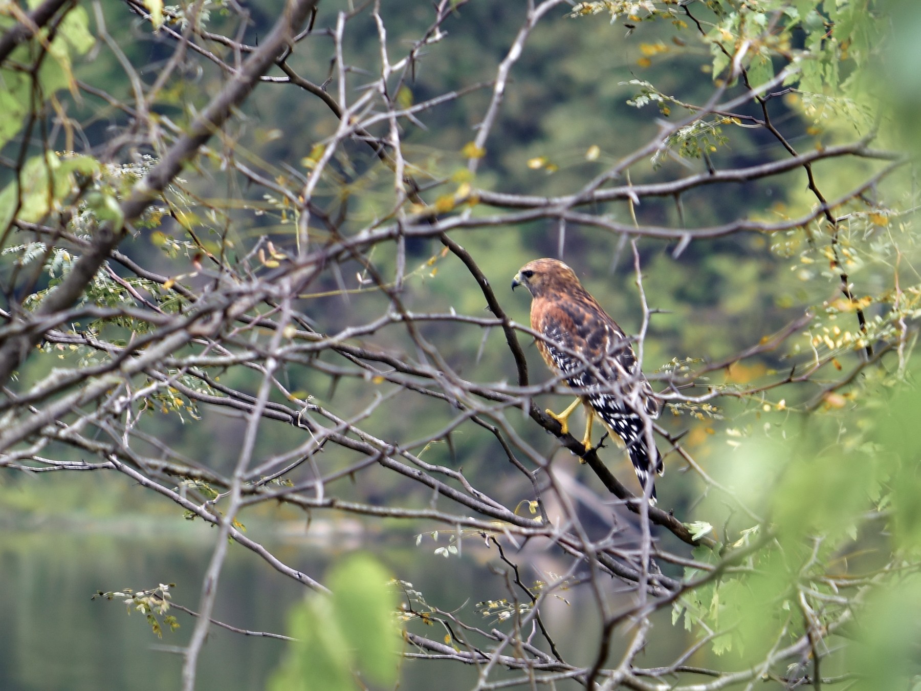 Red-shouldered Hawk - eBird
