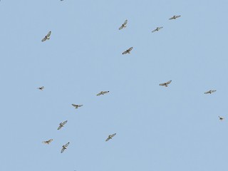 Broad-winged Hawk - eBird