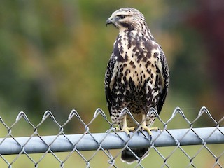 Swainson's Hawk - eBird