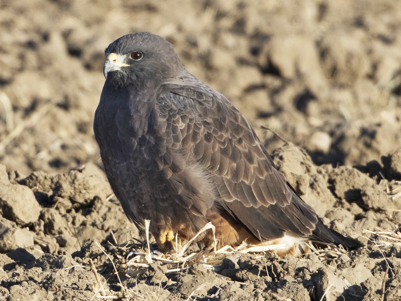 Gavilán de Swainson - eBird