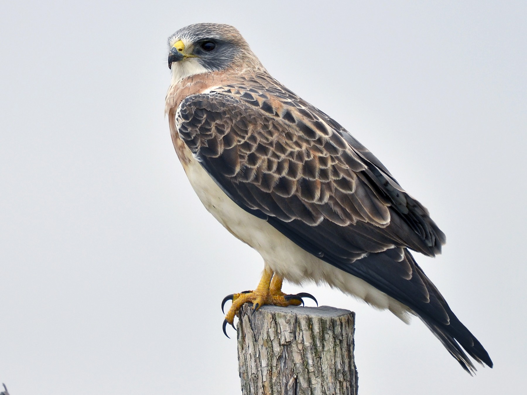 Swainson's Hawk - eBird