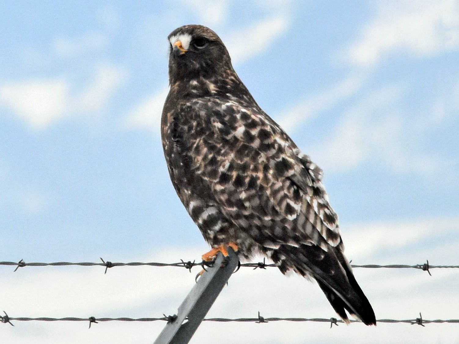 Rough-legged Hawk - eBird