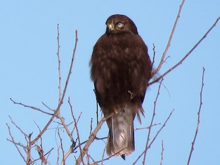 Rough-legged Hawk - eBird