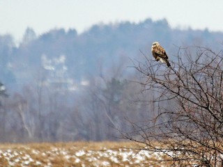 Rough-legged Hawk - eBird