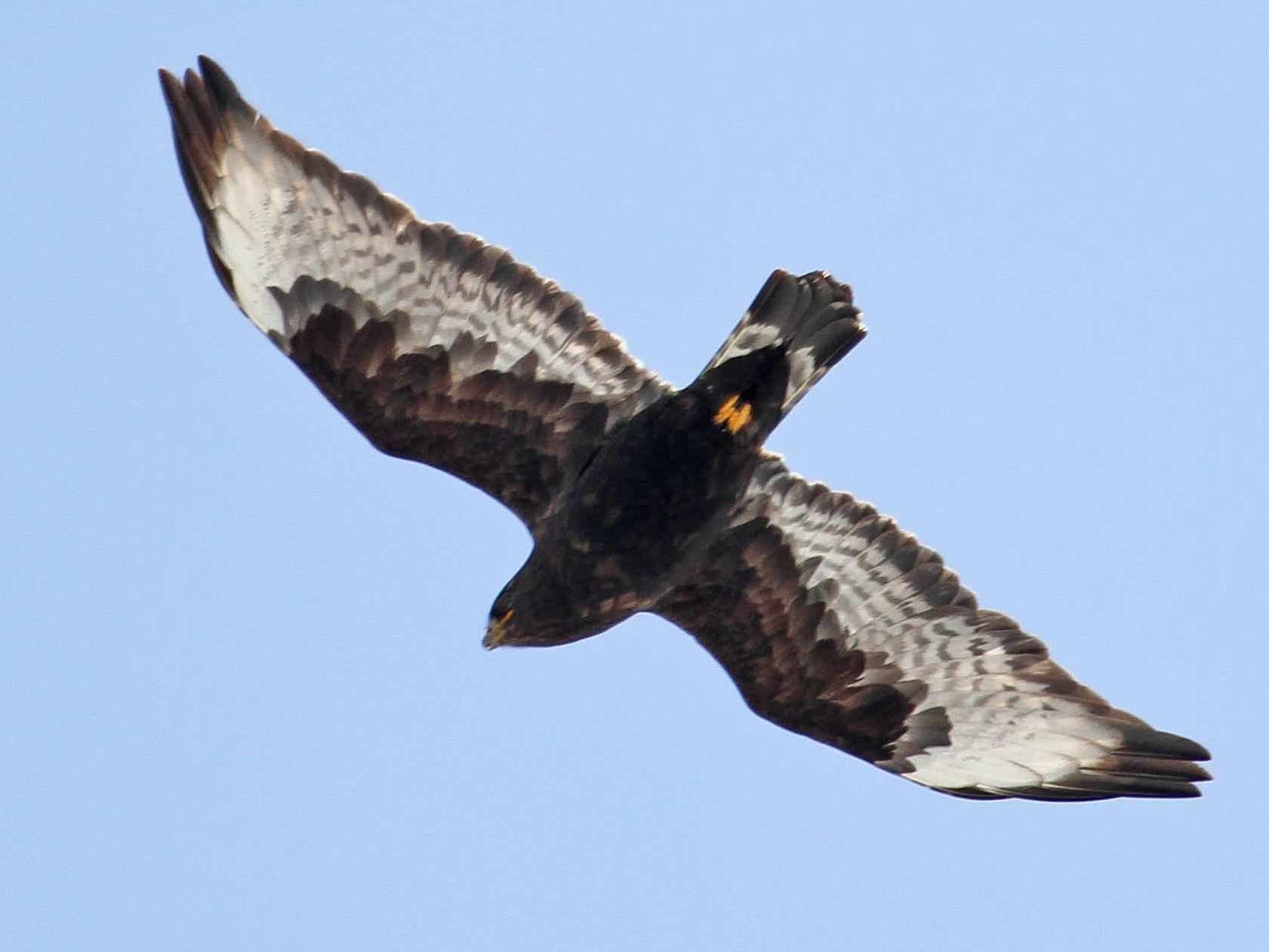 Rough-legged Buzzard - eBird